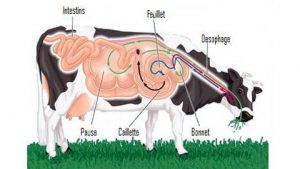 La panse verte - Raw feeding - Prey Model