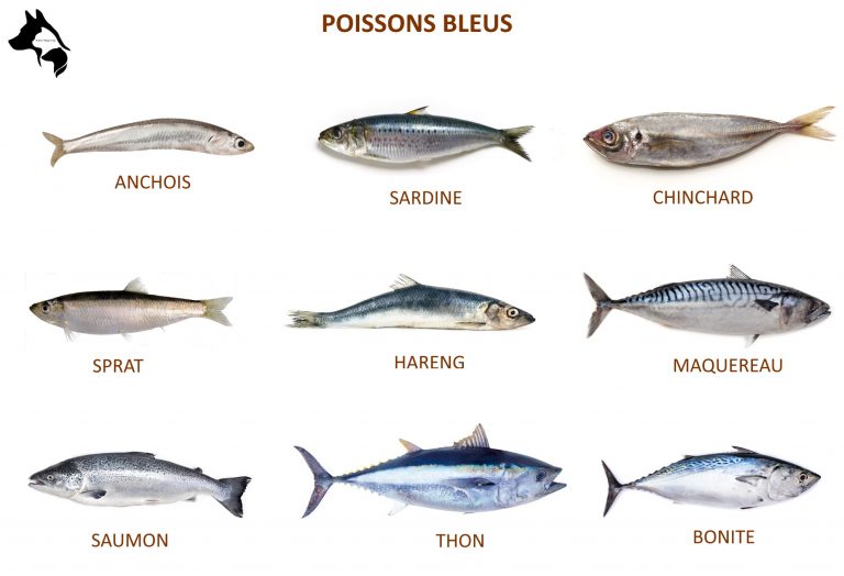 Liste des poissons - Raw feeding - Prey Model
