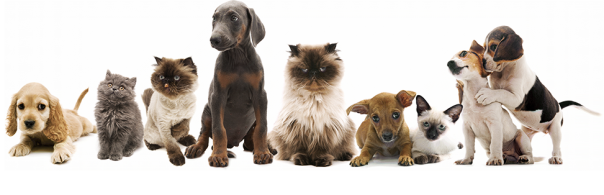 Les élevages au Prey Model - Raw feeding - Prey Model