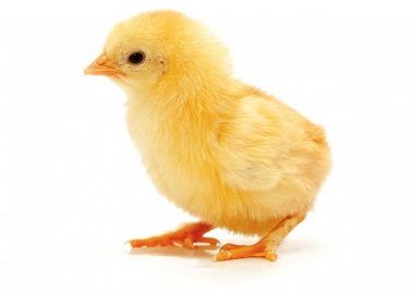 Le poussin - Raw feeding - Prey Model